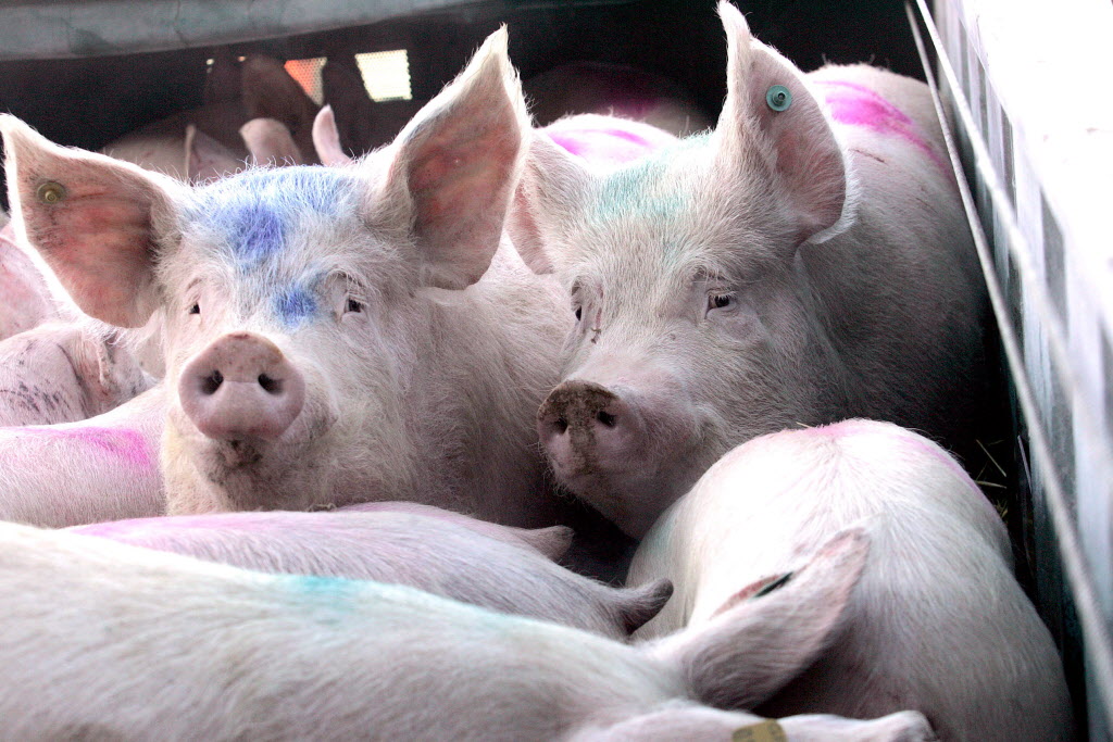 Deadly pig virus found in Westman – Brandon Sun