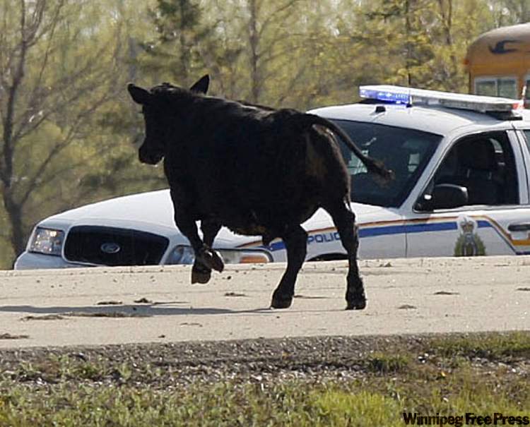 VIDEO: Mounties capture cows on the run – Brandon Sun