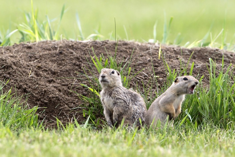 VIDEO: Gobs of gophers – Brandon Sun