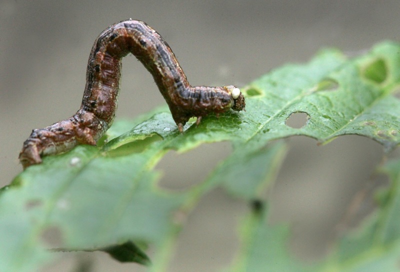 City to spray for canker worms, starting tonight – Brandon Sun