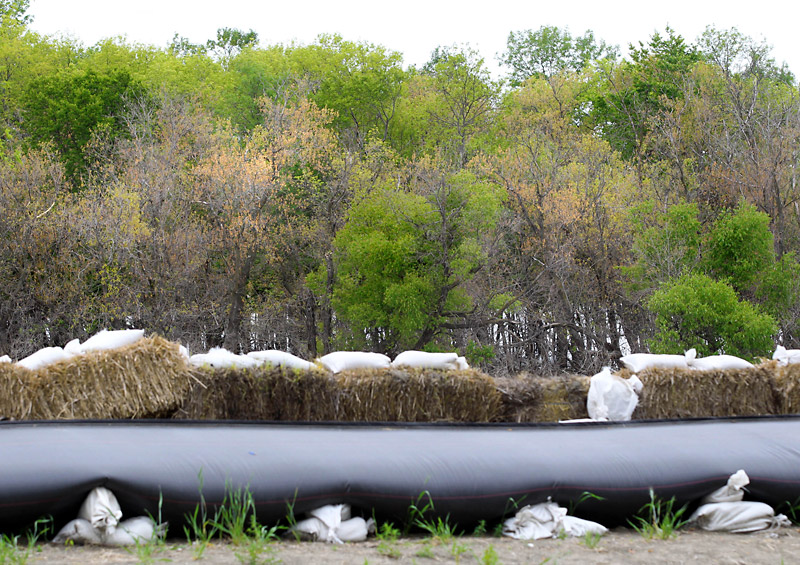 Flood deadly for trees, shrubs along river – Brandon Sun