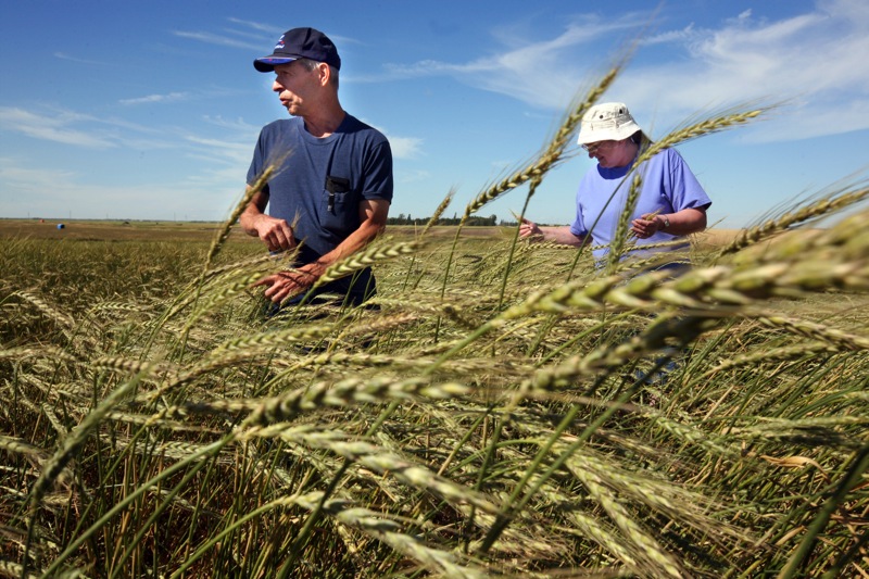 Market for spelt ‘increasing all the time’ – Brandon Sun