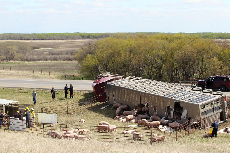Semi driver ticketed after rollover that killed hogs – Brandon Sun