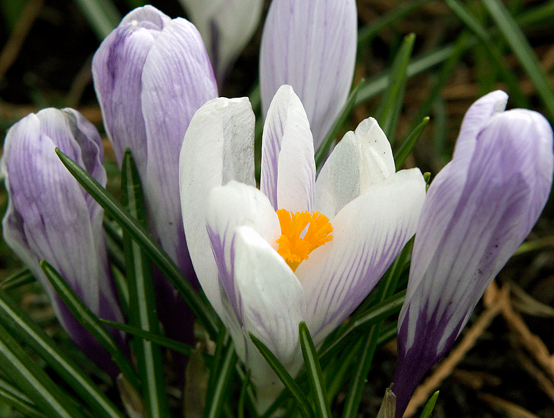 Arden crocus photo contest sign of spring – Brandon Sun