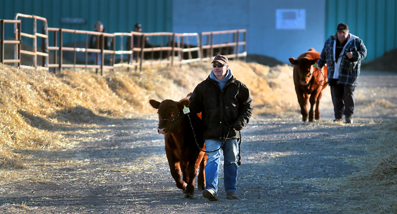 Tight supplies lift cost for cattle – Brandon Sun