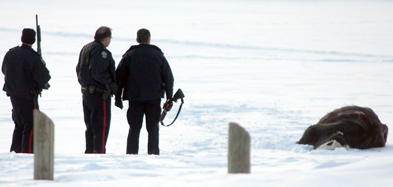 Cops kill runaway cow in city park – Brandon Sun