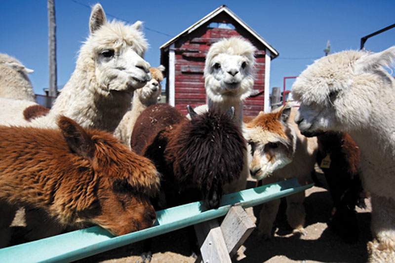 Alpacas packing Keystone Centre – Brandon Sun
