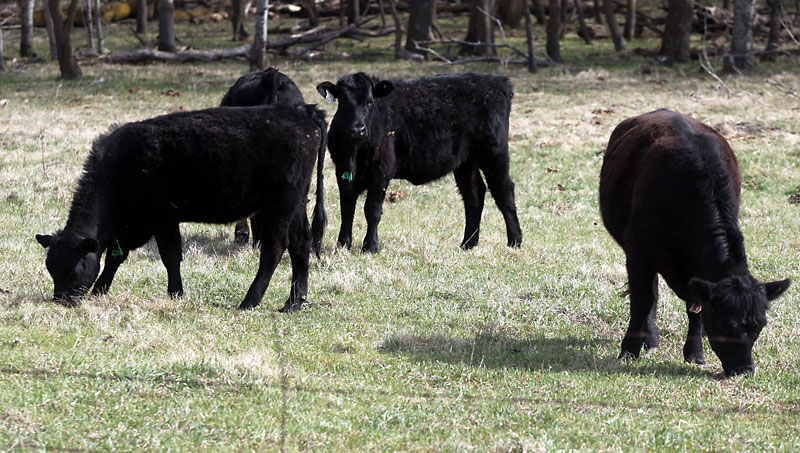 ‘Sticky’ market keeps beef prices high – Brandon Sun