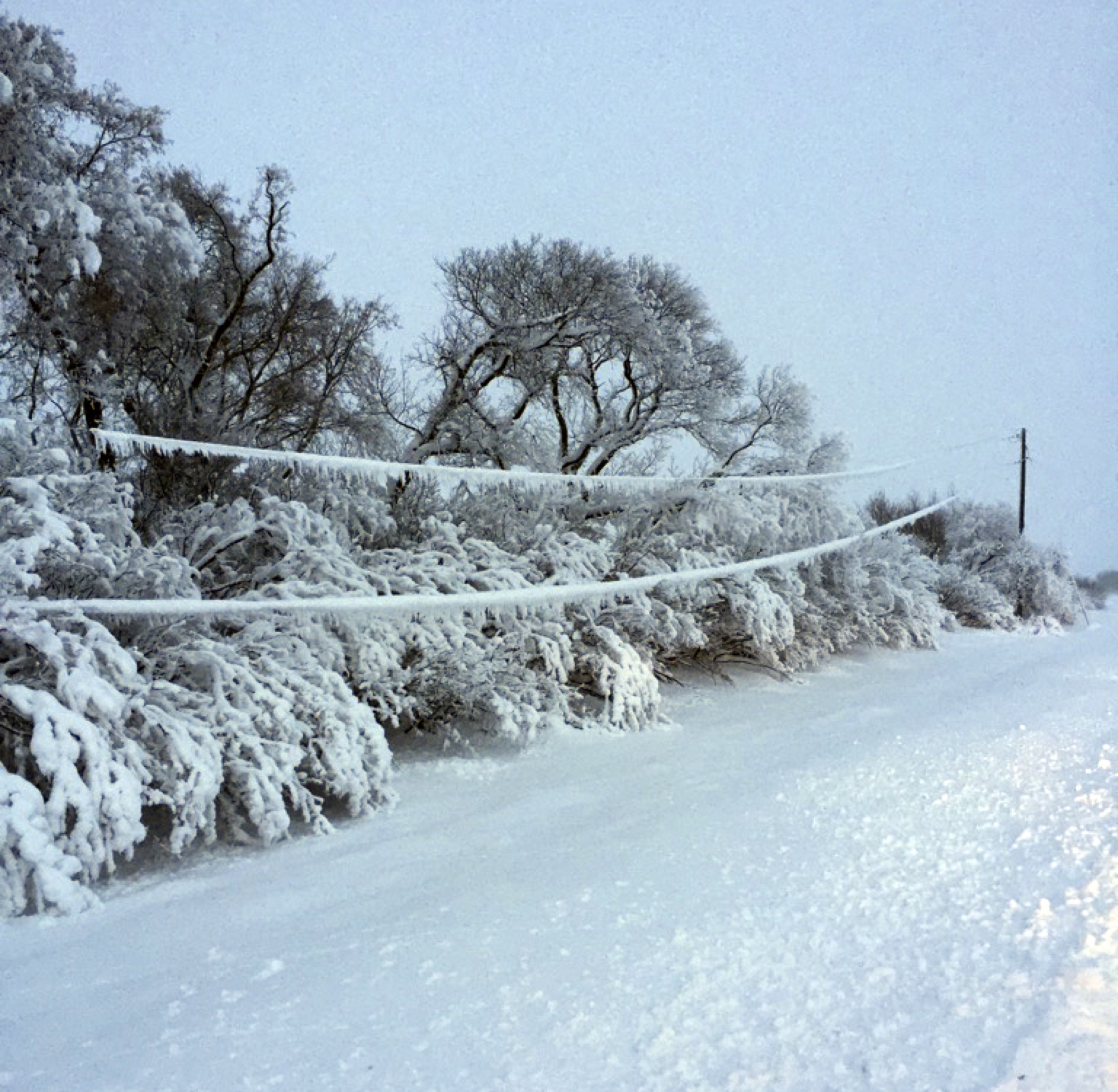Sagging power lines in Westman pose risk – Brandon Sun