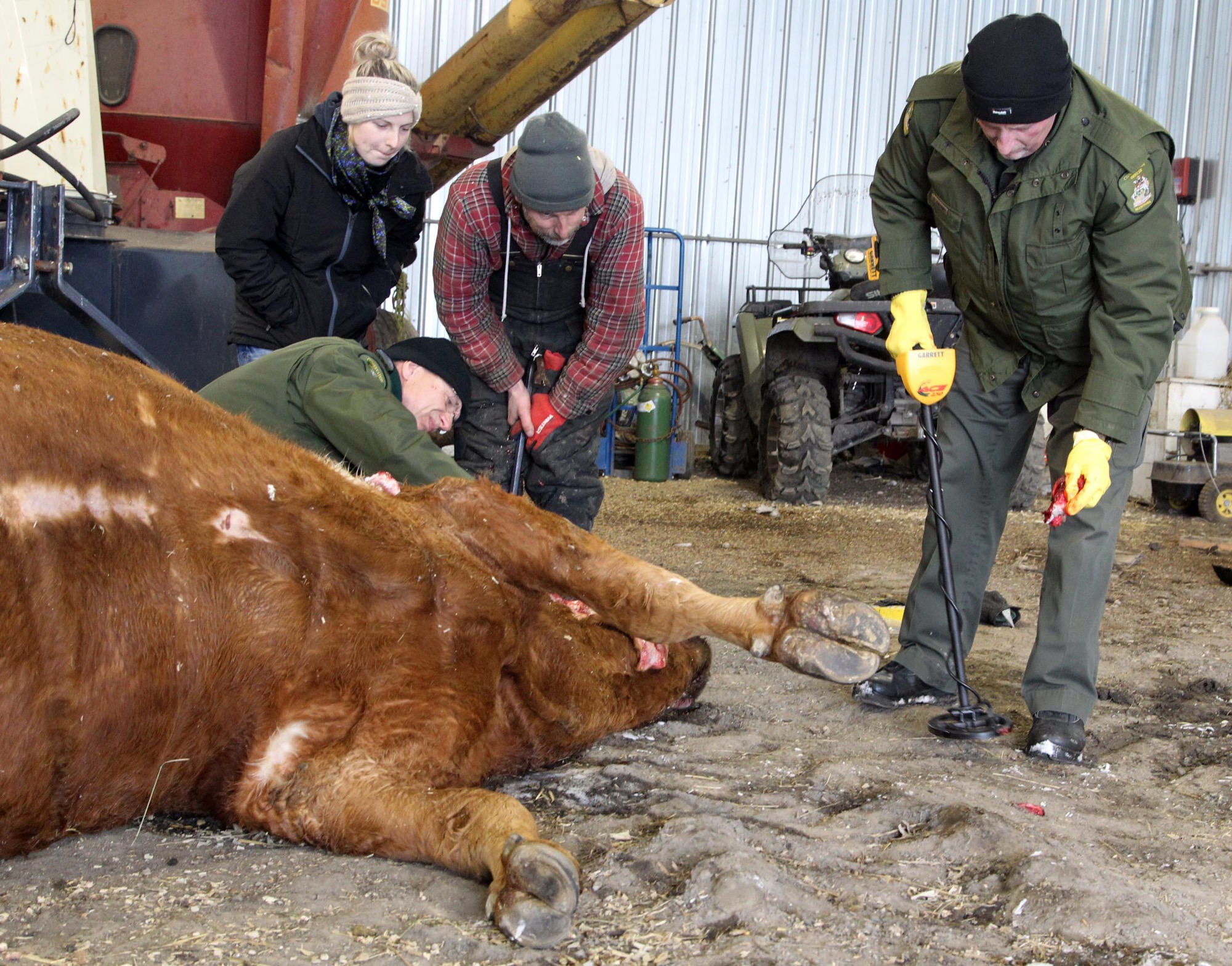 Cow shot dead on Westman farm – Brandon Sun
