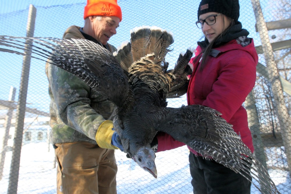 Turkeys returned to the wild – Brandon Sun