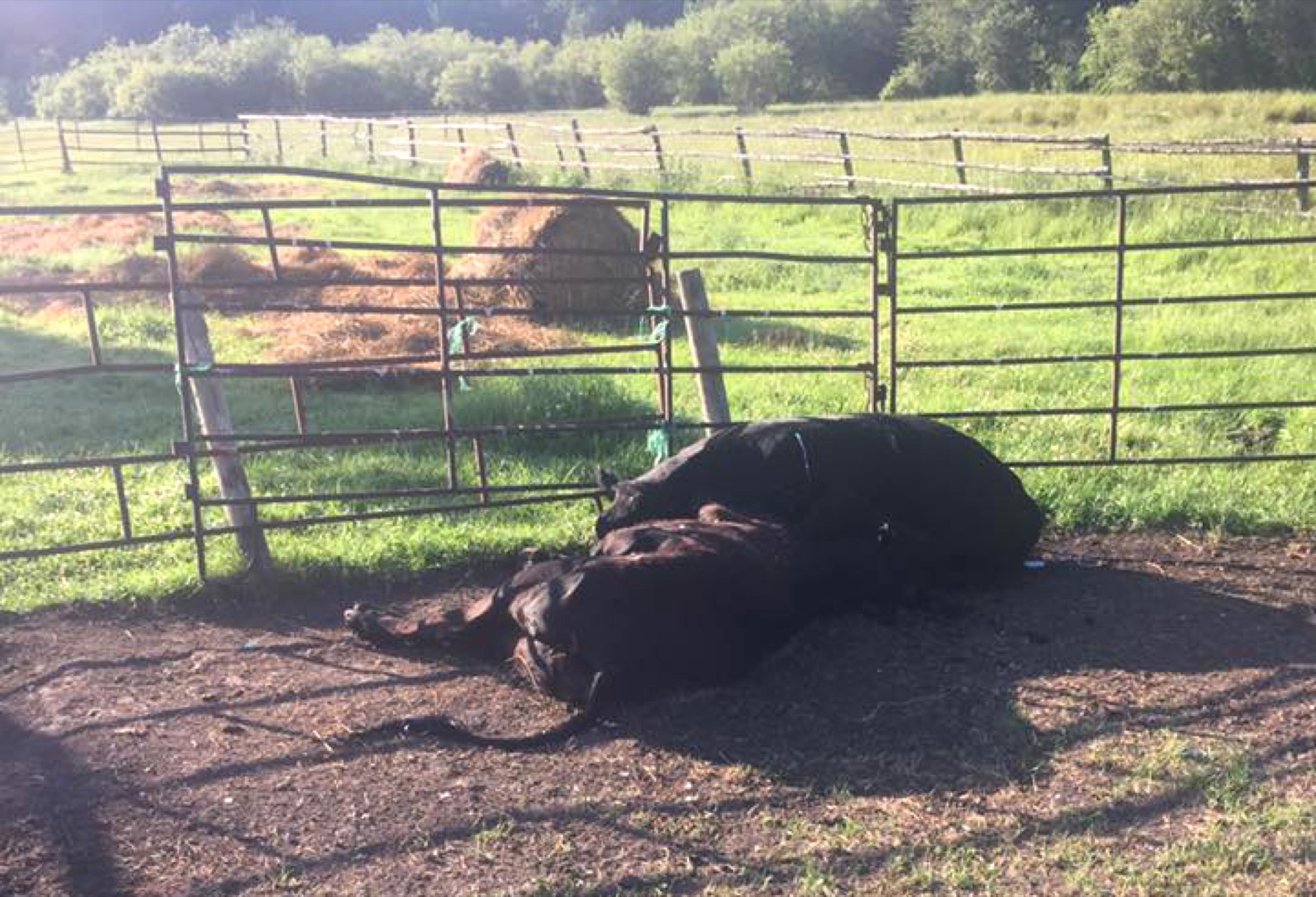 More than 50 cows, calves stolen from pasture; 2 left to die – Brandon Sun