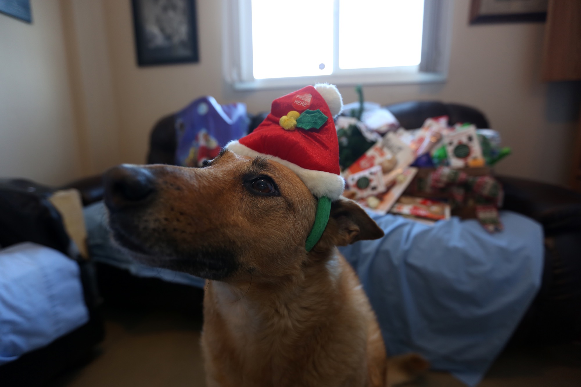 Toys, festive feast make Christmas special at humane society – Brandon Sun