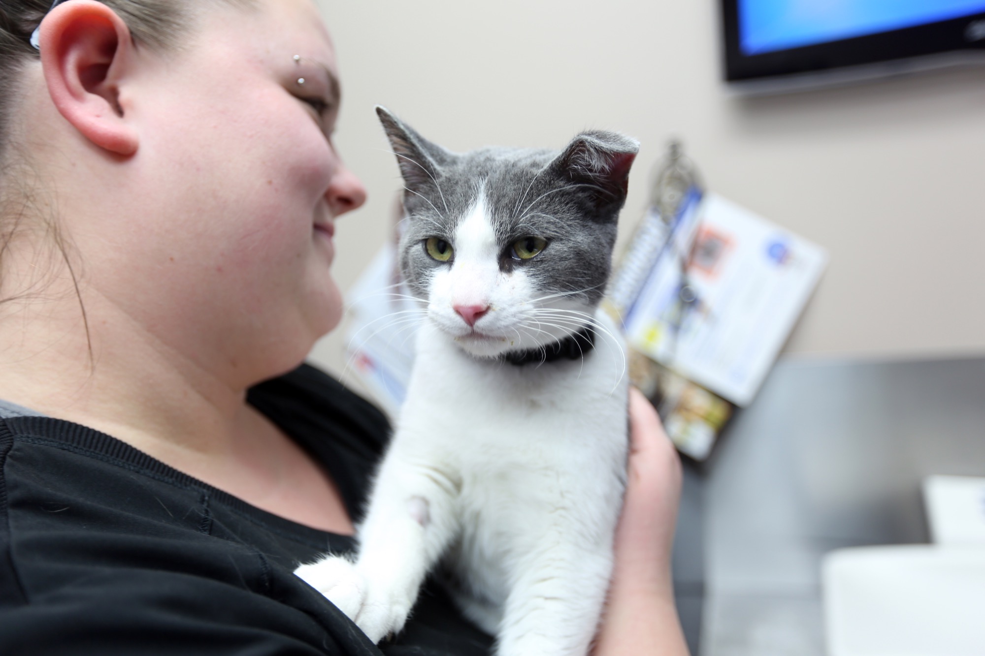 ‘Frozen’ the cat has his tail removed due to frostbite after being ...