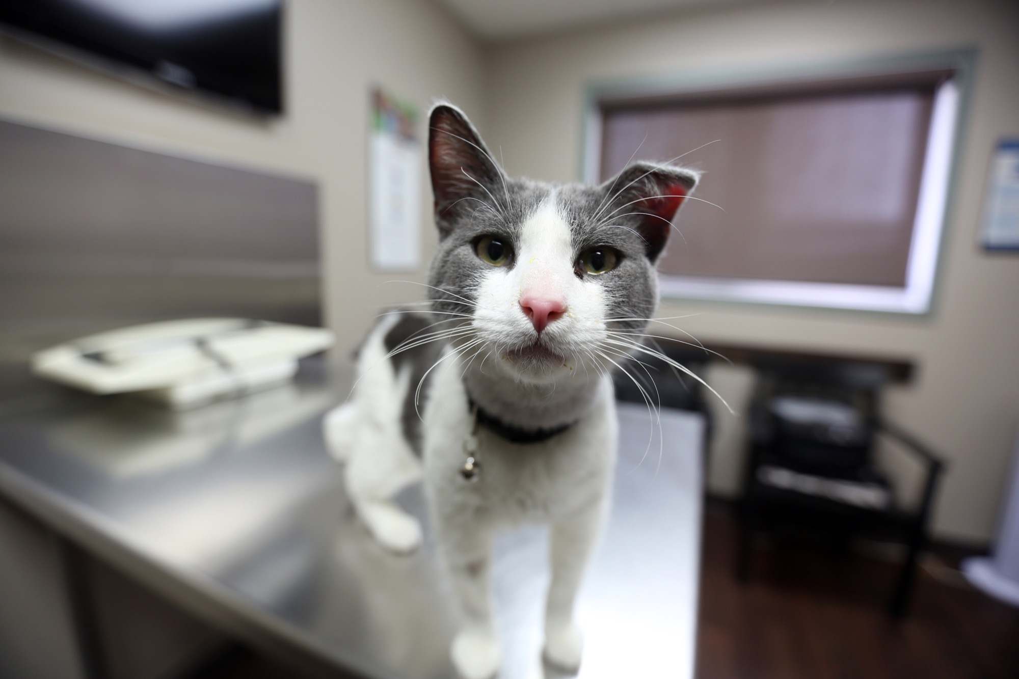 ‘Frozen’ the cat has his tail removed due to frostbite after being ...