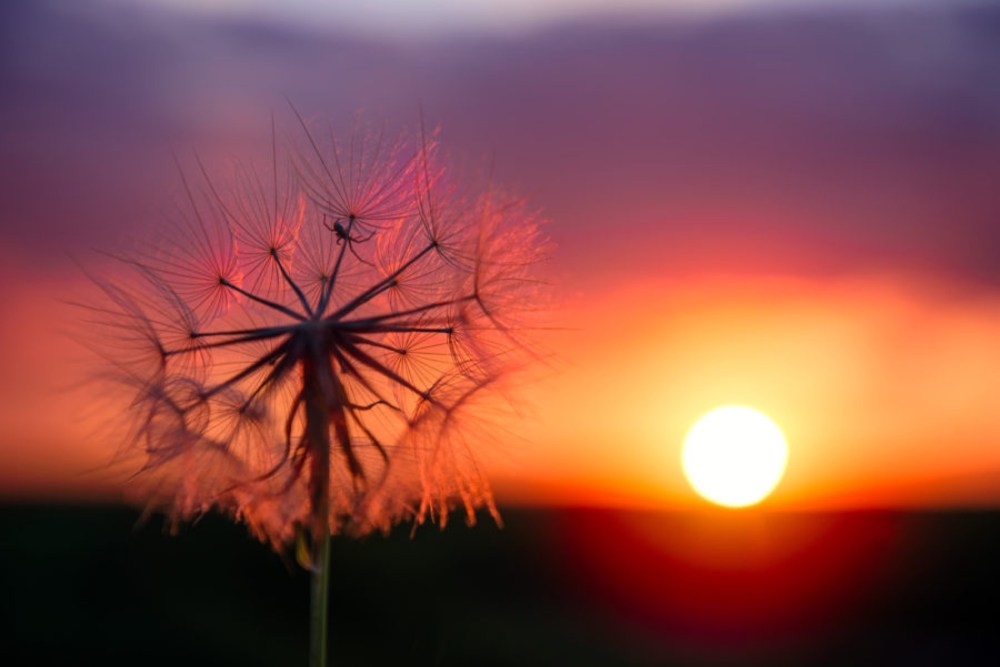 Prairie Sunset Wins Sunrise Credit Union Photo Contest Brandon Sun prairie-sunset-wins-sunrise-credit-union-photo-contest-brandon-sun