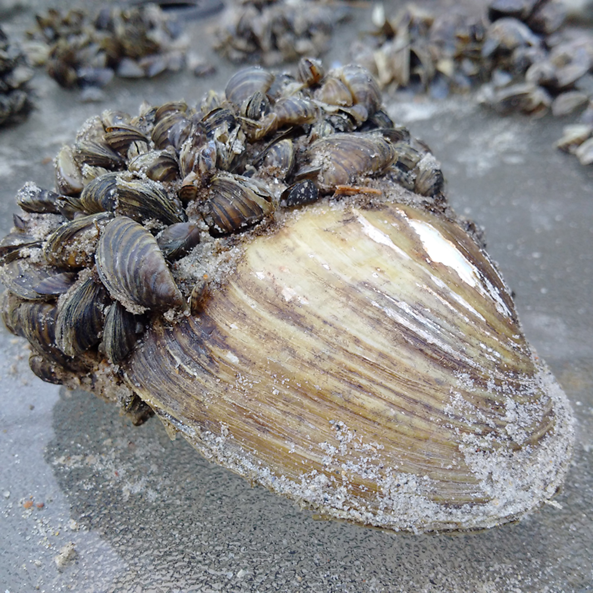 New park rules to battle zebra mussels – Brandon Sun