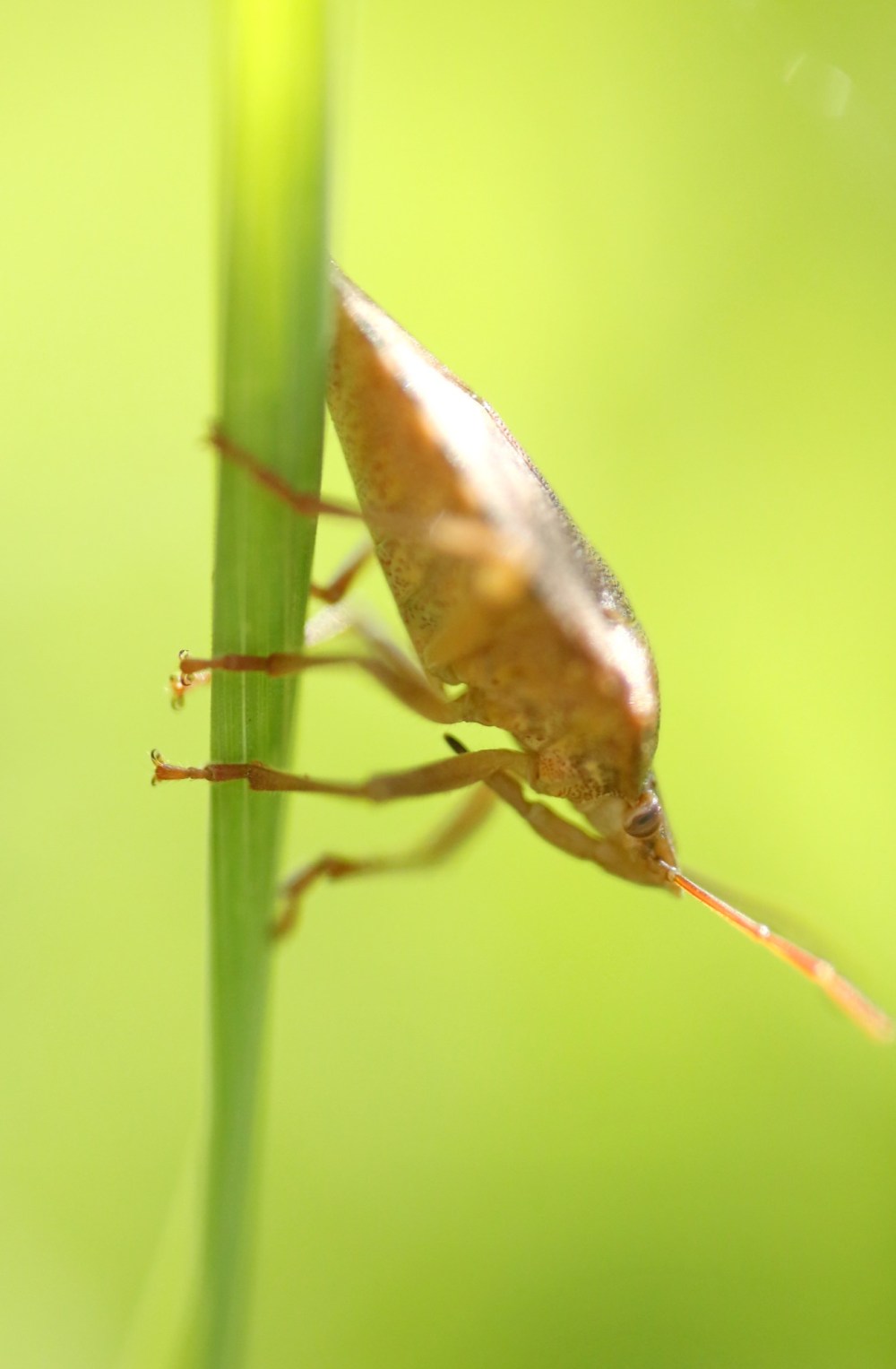 Insects make themselves at home in Brandon Hills – Brandon Sun