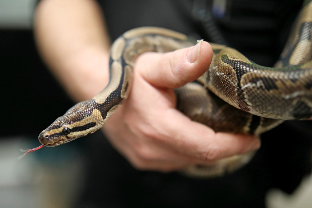 Officers recover three-foot-long python – Brandon Sun