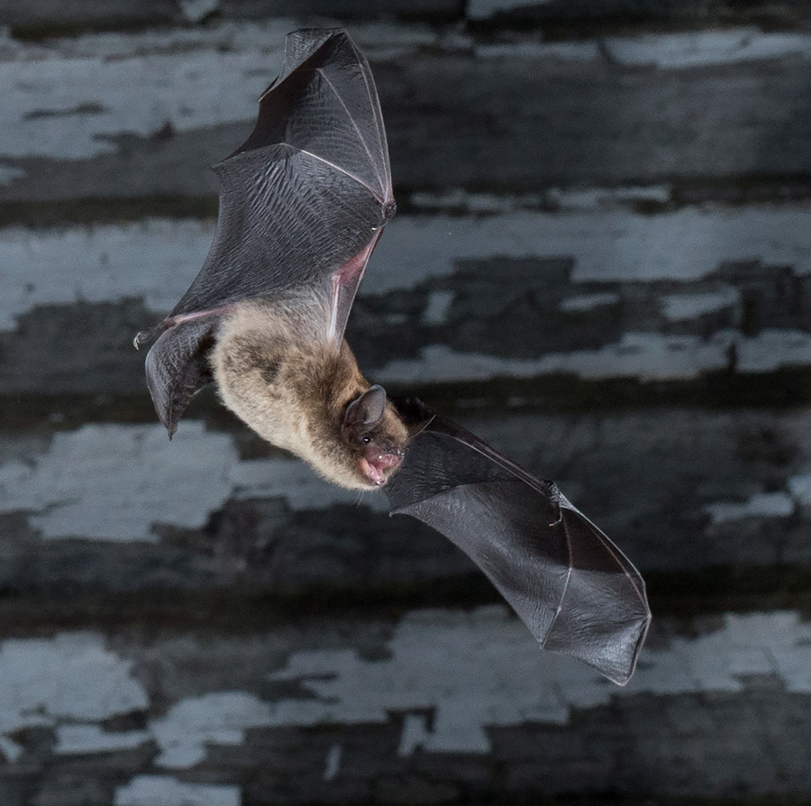City looks at installing bat houses – Brandon Sun