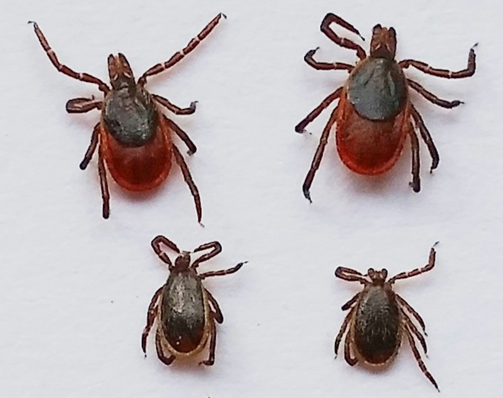 Take precautions against ticks – Brandon Sun