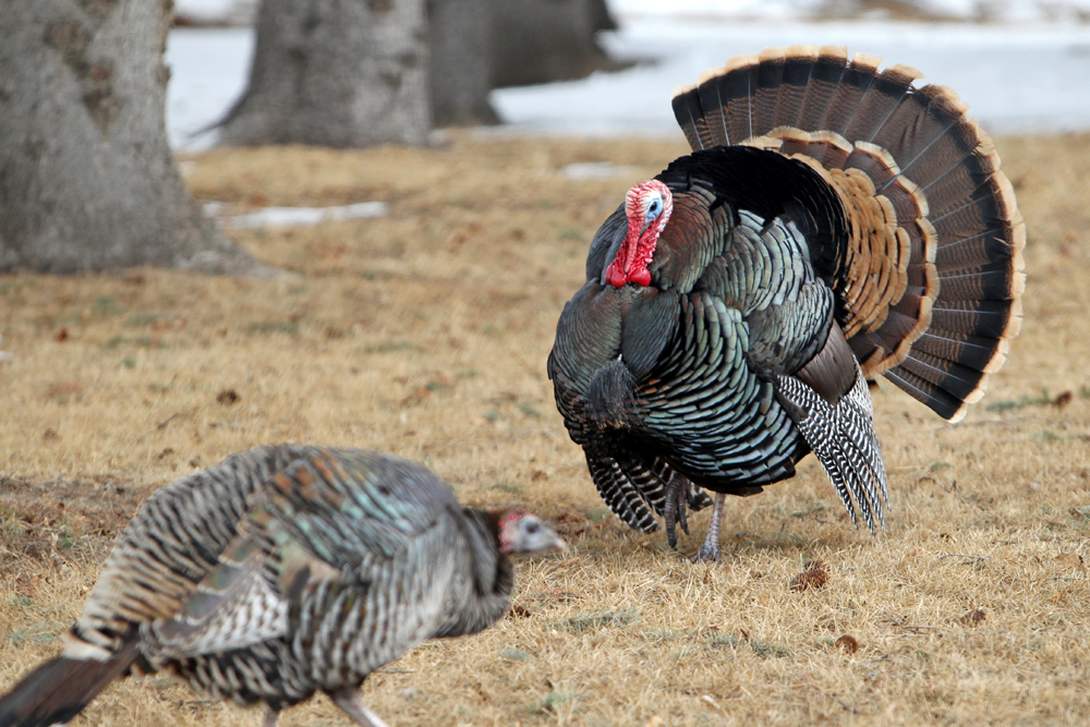 MORNING MESS: Distractions to get you through Thanksgiving – Brandon Sun