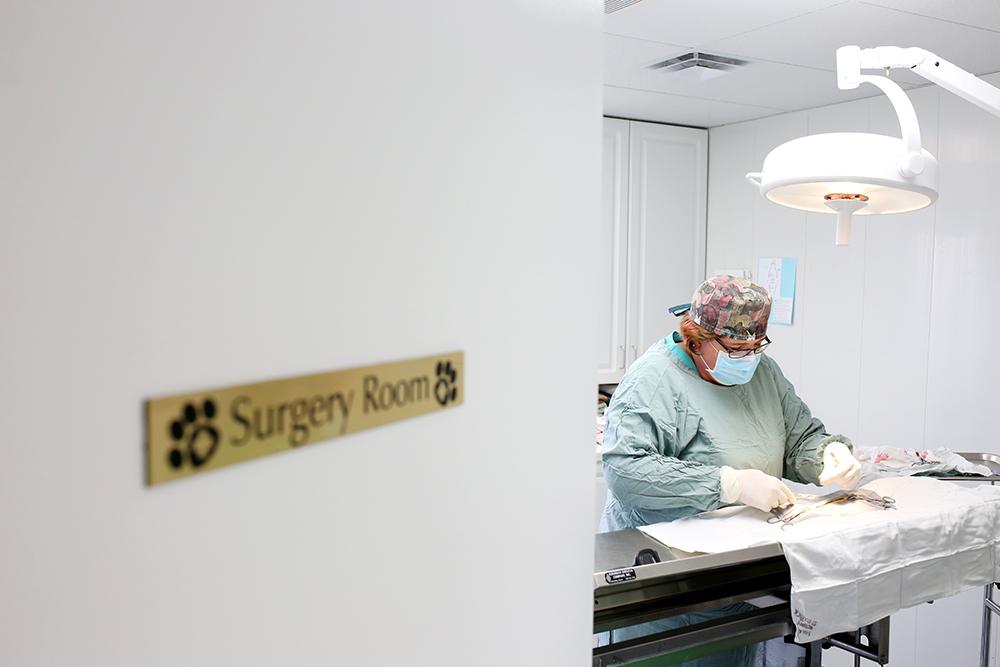 Spay Day returns to Westman next week – Brandon Sun