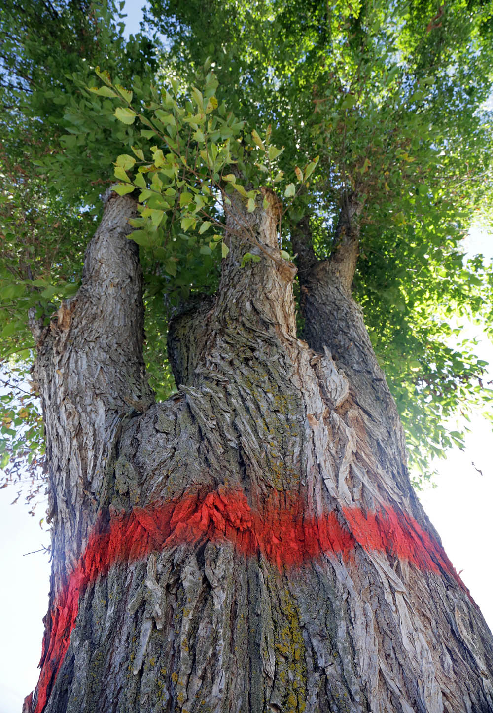 City removing 60 diseased elm trees – Brandon Sun