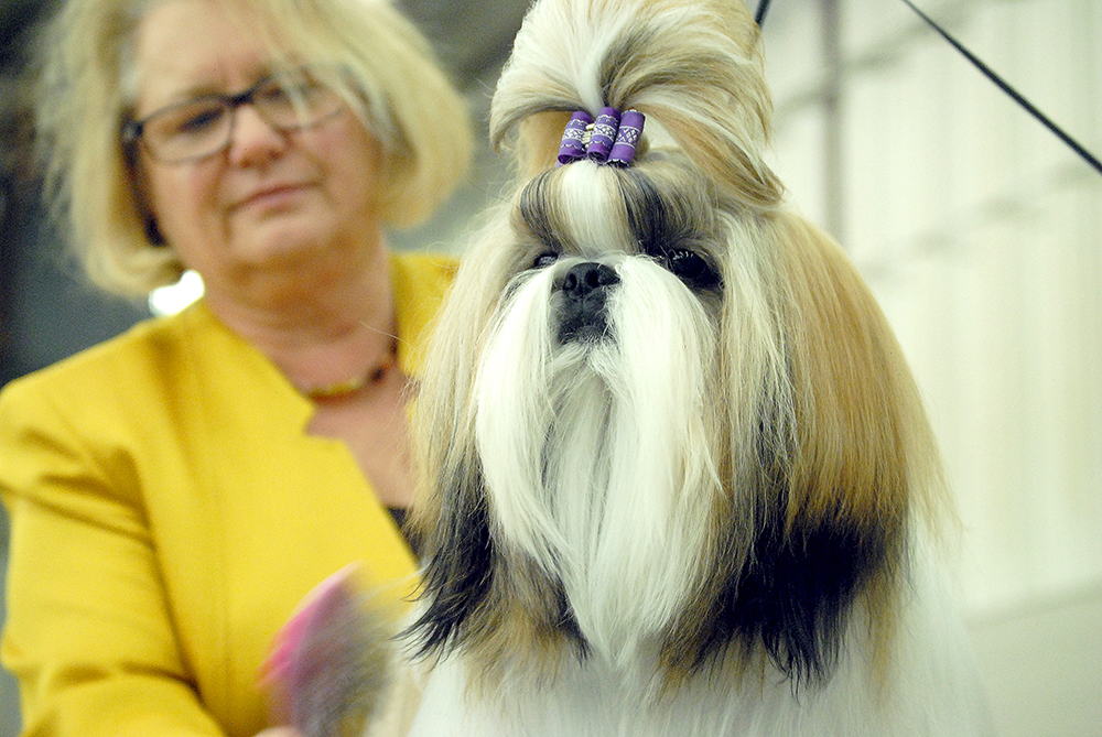 Put winter on paws to enjoy dog show – Brandon Sun