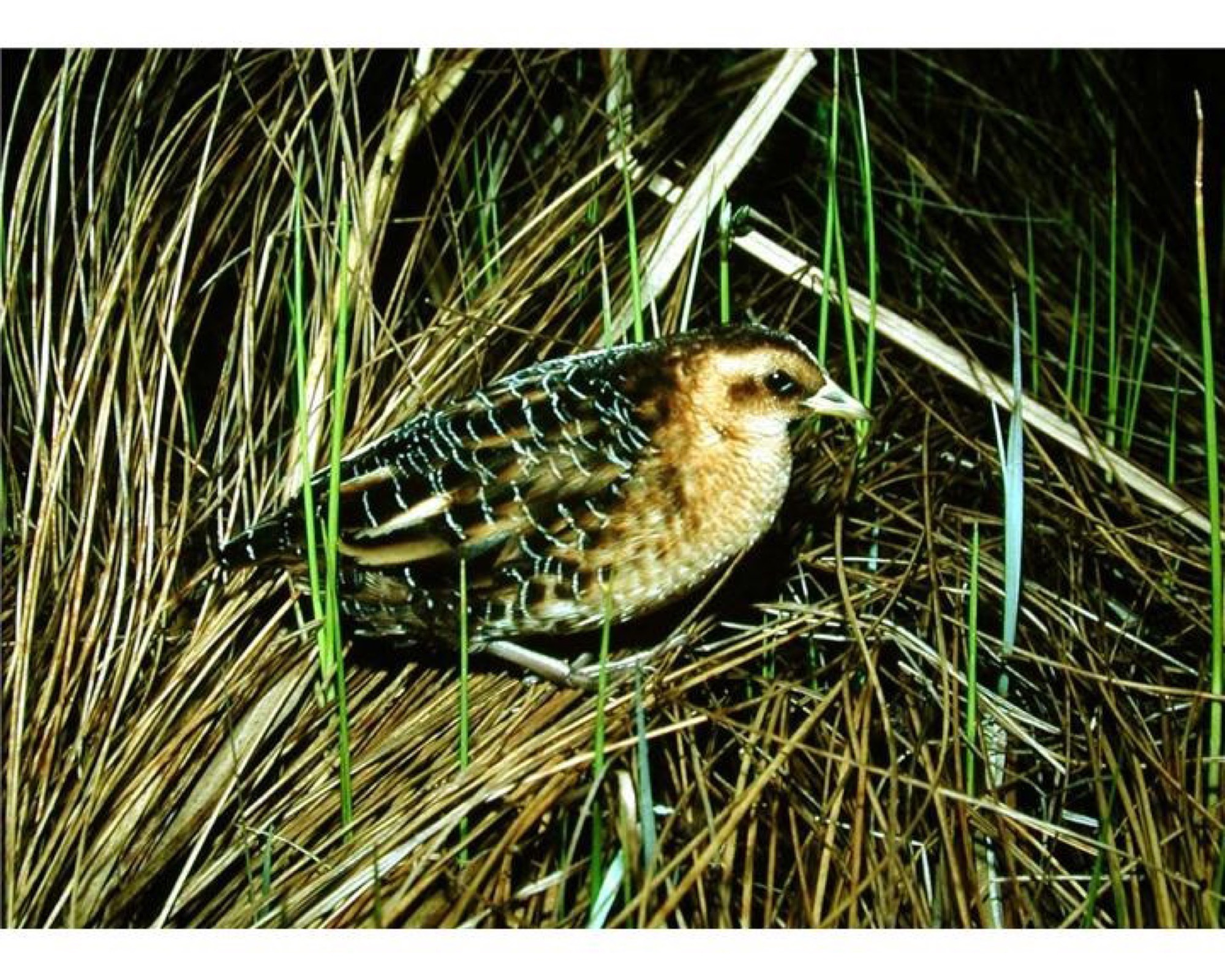 Conservation site to double in size – Brandon Sun