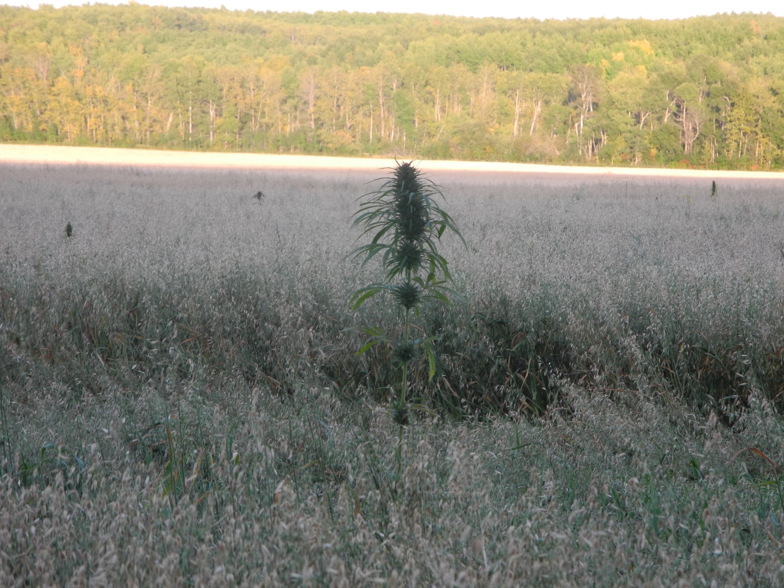 Cops identify strange plants as weed – Brandon Sun