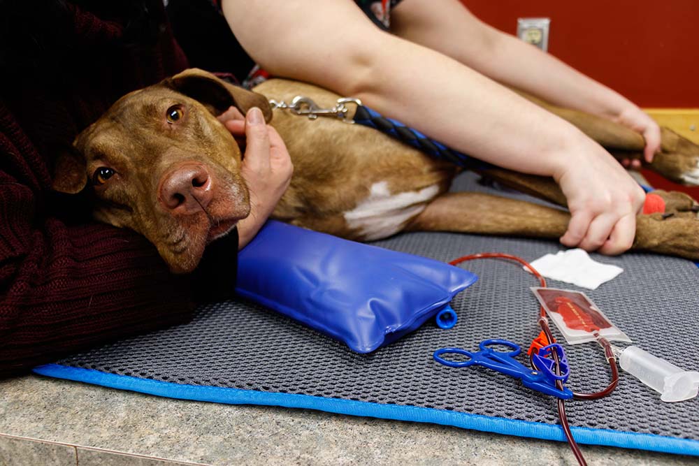 Animal blood donation ‘can go a long way’ – Brandon Sun
