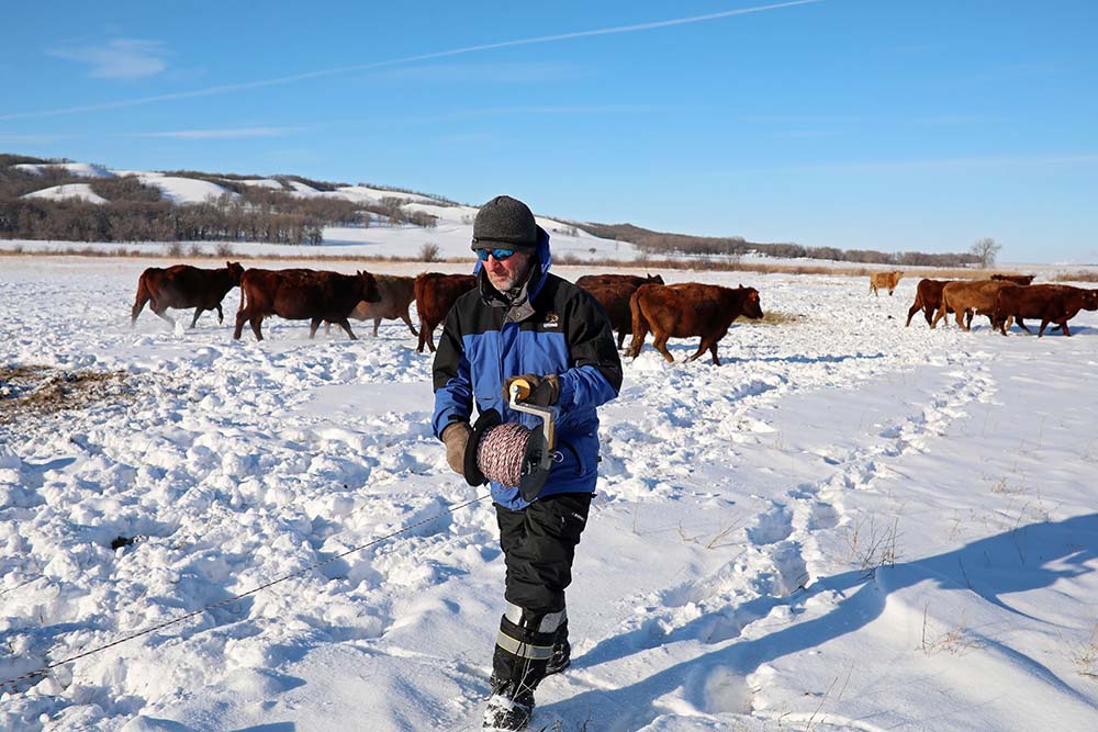 Cattle producers struggle with feed shortages – Brandon Sun
