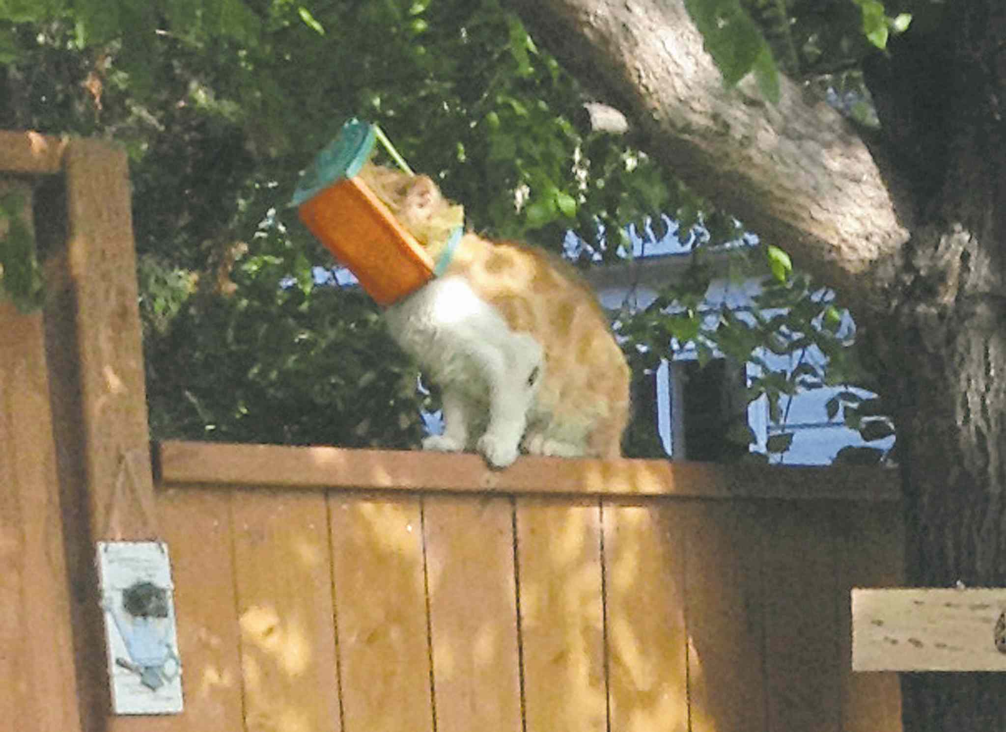 Wild cat chase continues – Brandon Sun