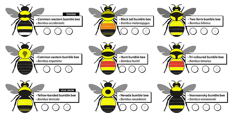 Manitoba bumble bees census near completion – Brandon Sun