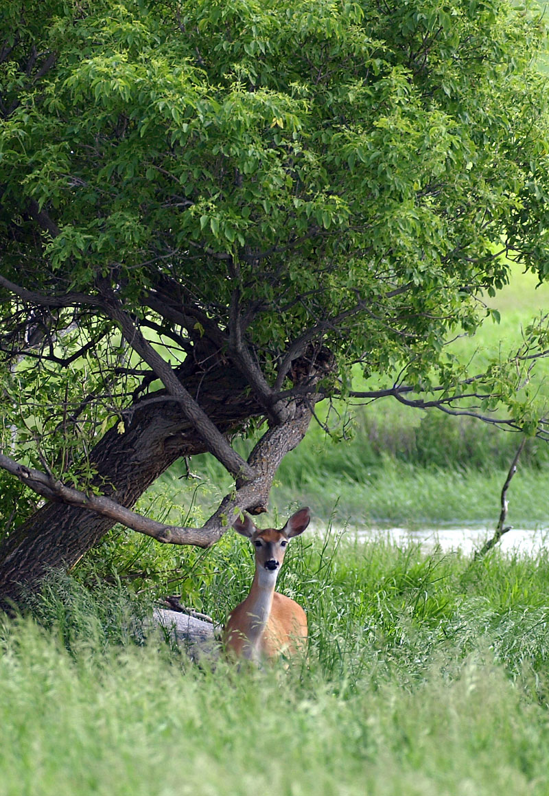 Deer numbers dwindle – Brandon Sun