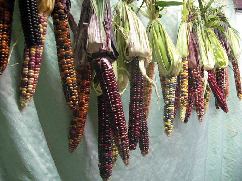 Gone Gardenin’: Decorative corn cobs gussy up fall displays – Brandon Sun