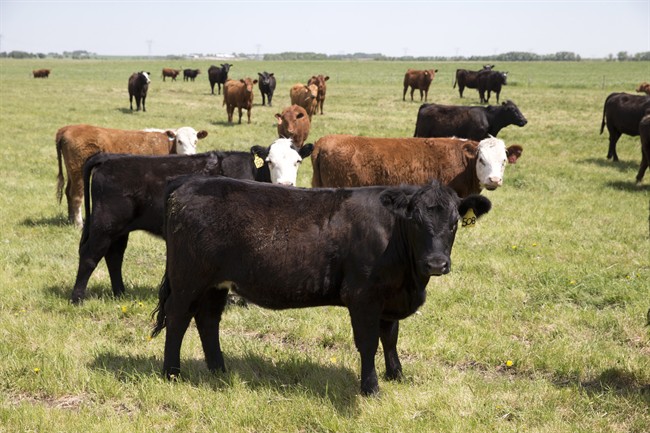 McDonald’s wraps sustainable beef pilot as cattle ranchers embrace ...