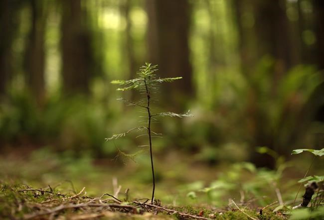 ‘Everything is interrelated:’ Scientists write family tree for tree of ...