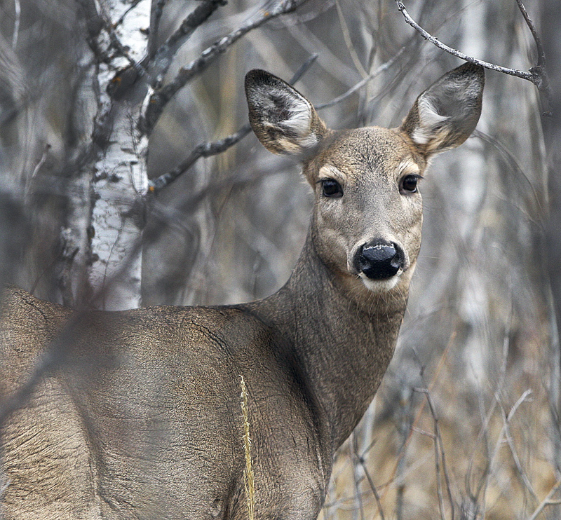 Eastman leads the way in vehicle-deer collisions – Brandon Sun