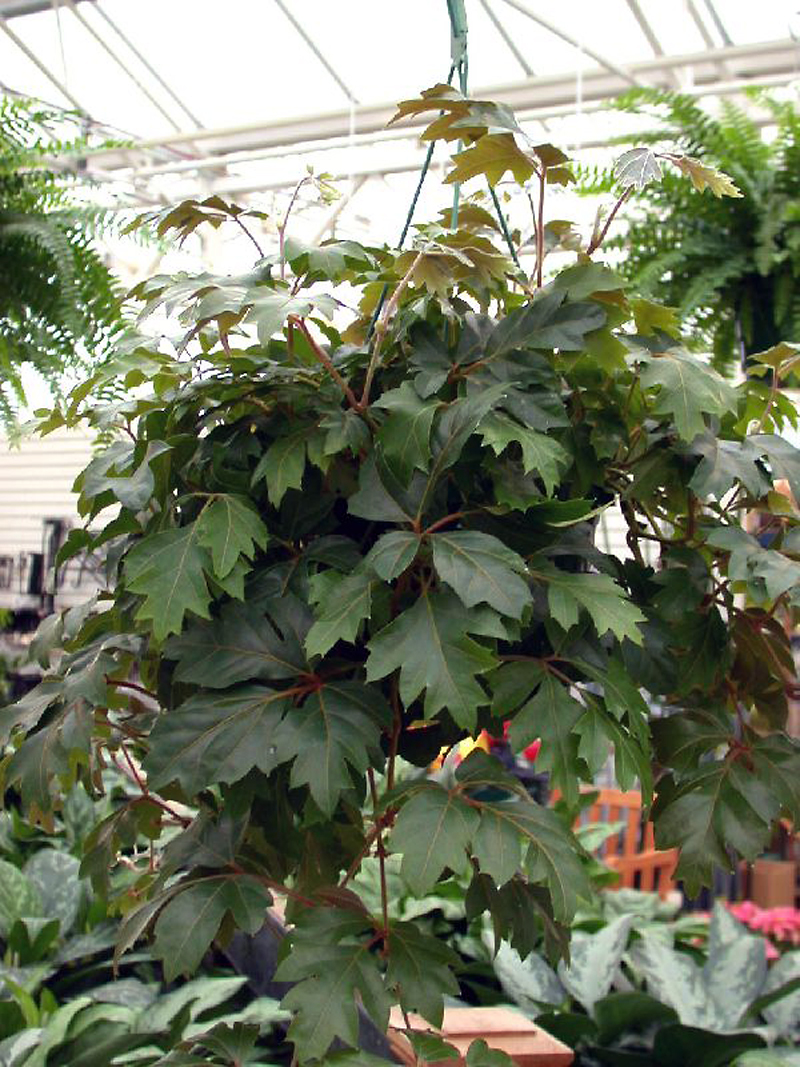 Gone Gardenin’ – Grape ivy will give you a taste of the mighty oak ...