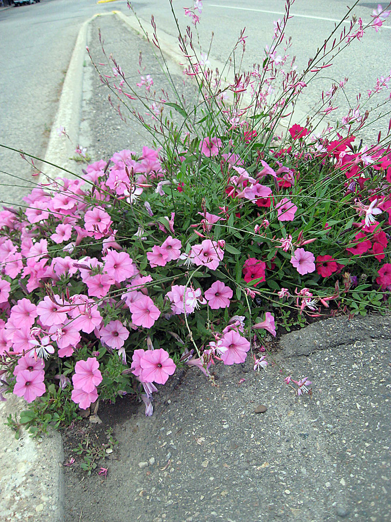 Gone Gardenin’ — Gaura add a light and airy touch to container planting ...
