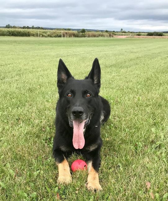 RCMP tracking dog Fergus on mend after suspect stabbed him with stick ...