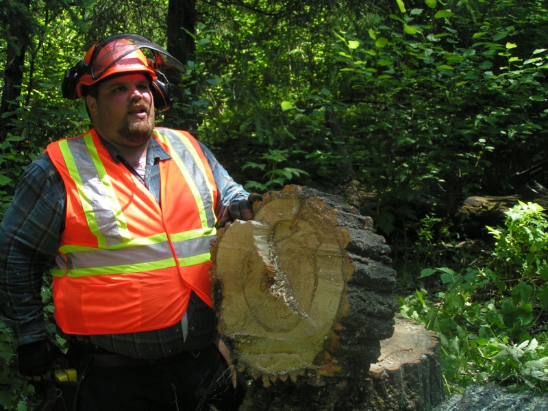 Low-impact logging for all land owners – Brandon Sun