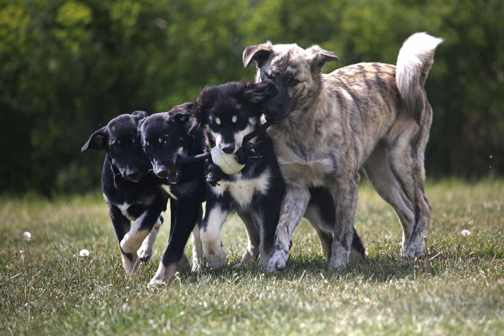 Humane Society has full roster of dogs and cats – Brandon Sun