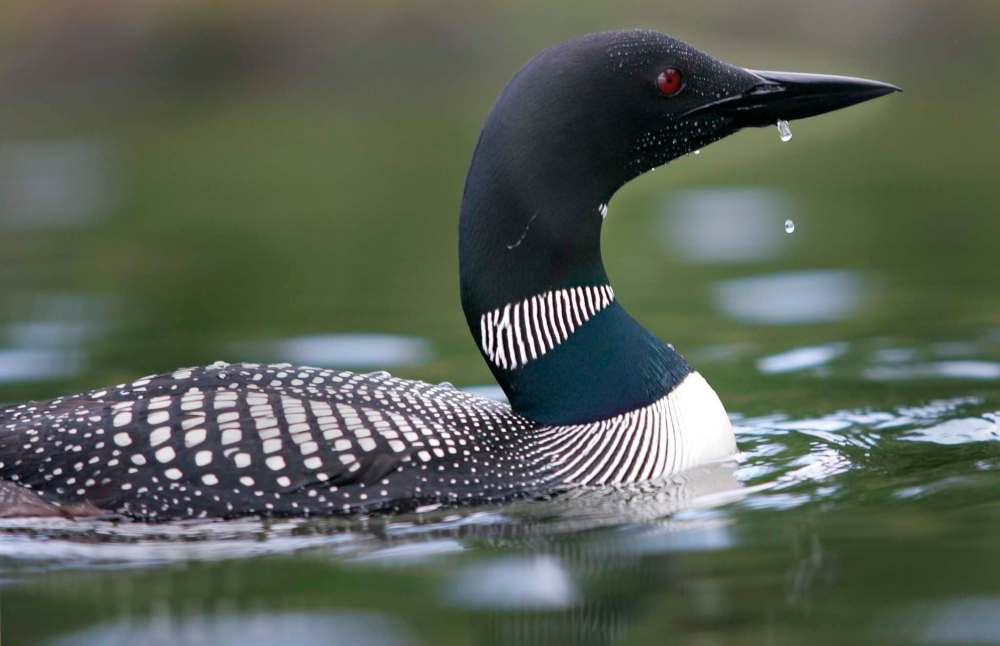 Officials: Loon killed bald eagle by stabbing its heart – Brandon Sun