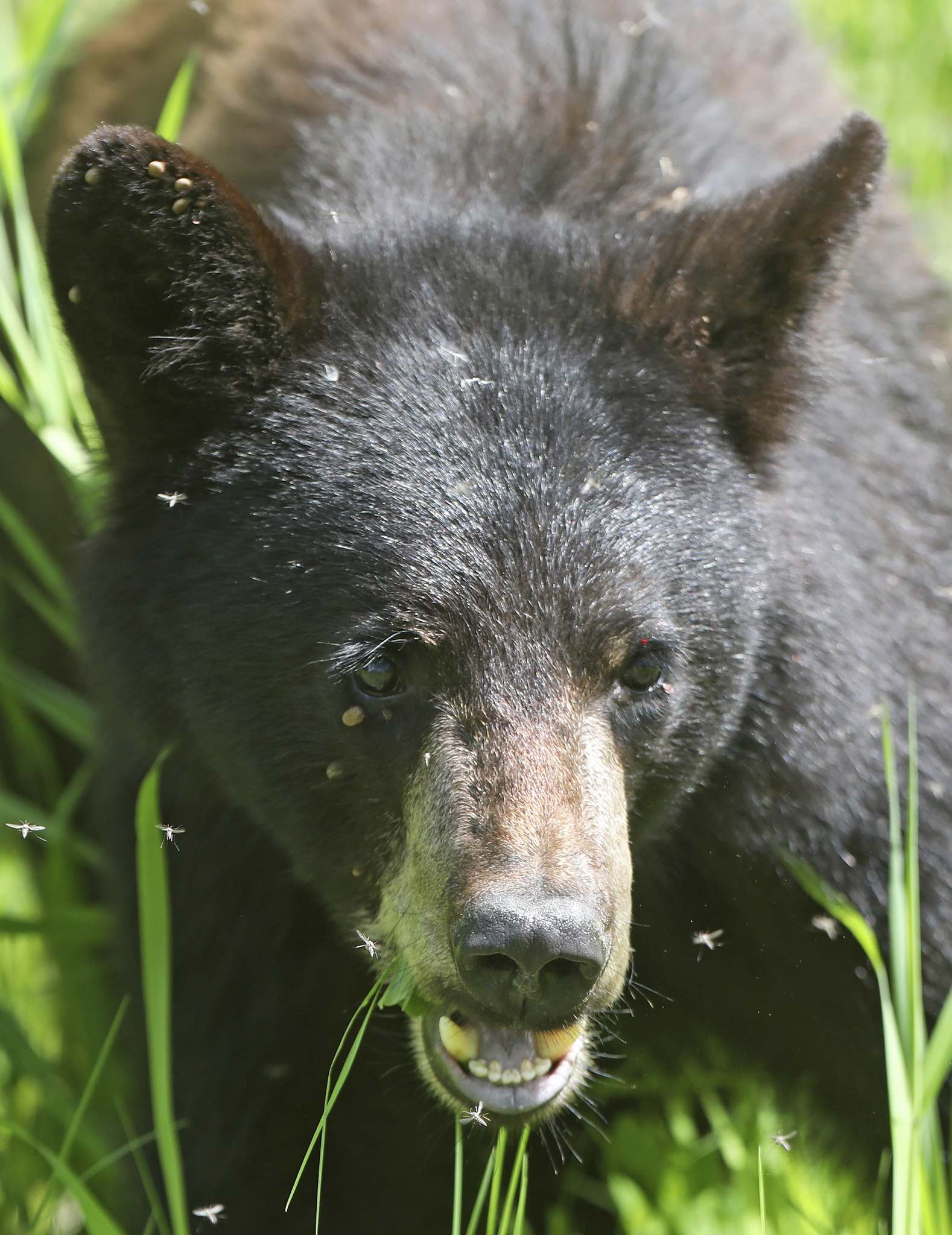 More ticks reported this year – Brandon Sun