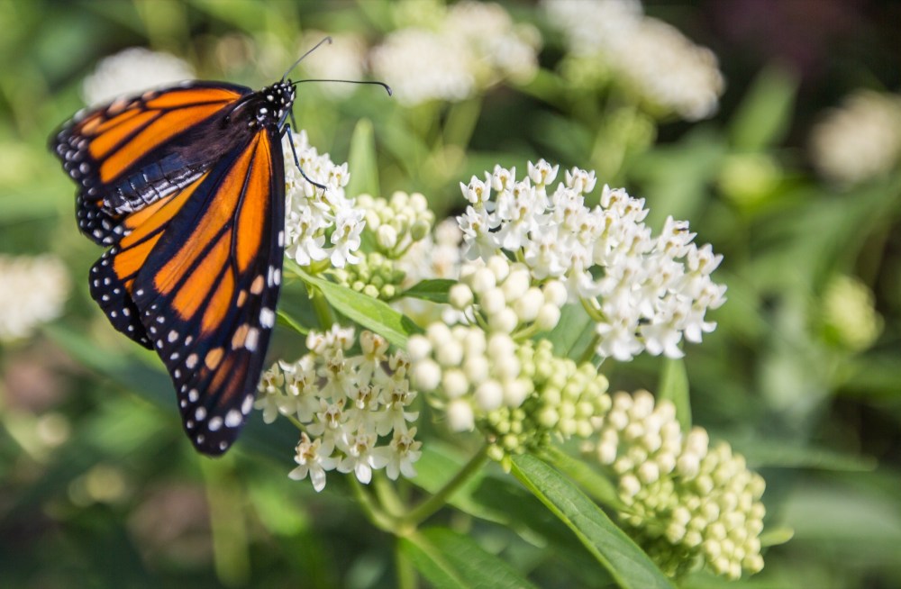 Rotary Villas pollinator garden fit for monarchy – Brandon Sun