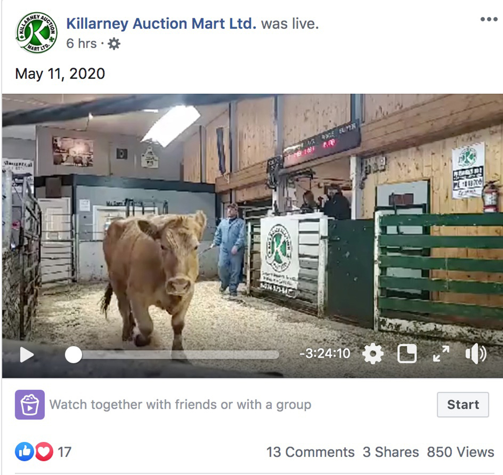 Auction mart livestreams sales during pandemic – Brandon Sun