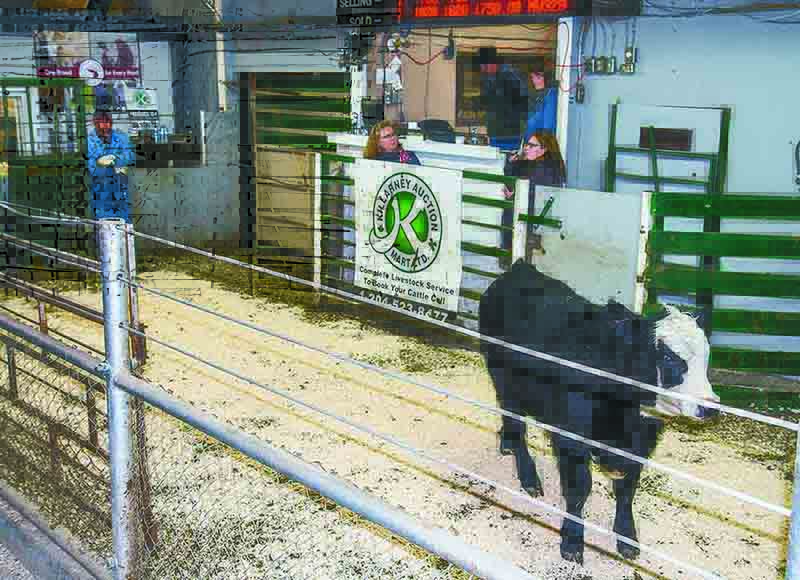 Auction mart livestreams sales during pandemic – Brandon Sun